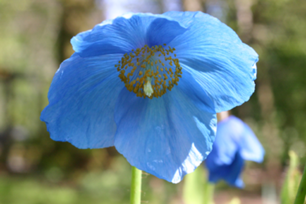 The Meconopsis Group - Lingholm